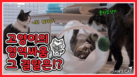 캣터널을 두고 고양이들의 한판승부가 펼쳐졌어요이케아캣터널 Youtube