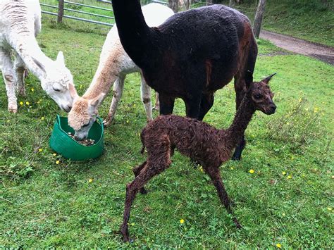 Always Keep An Eye On Your Alpacas Alpaca Tribe