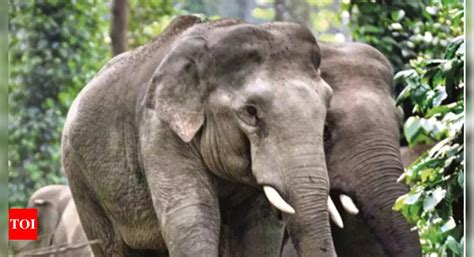 Uttar Pradesh New Elephant Reserve Indias 33rd To Come Up In Uttar