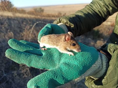 В степах Одещини знайшли рідкісну тваринку вона дуже мила фото — УСІ Online