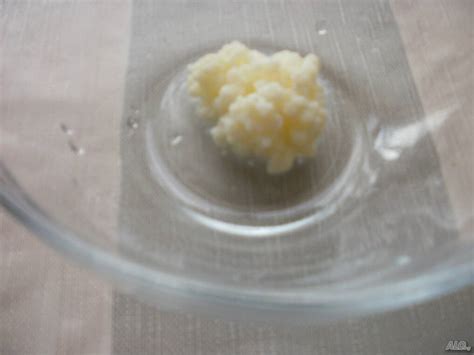 Кефир Тибетска гъба кефирена гъба за здравословна млечно кисела