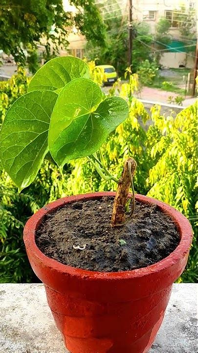 गिलोय के चमत्कारी फायदे को आप नहीं जानते होंगे घर पर गिलोय का पौधा