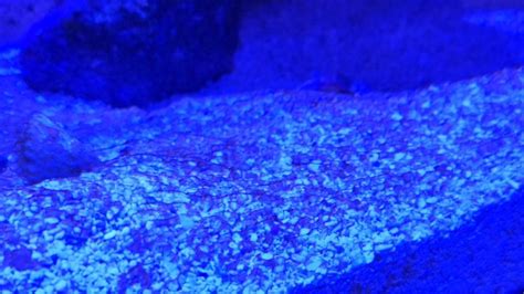 Red Hair Algae Reef2reef