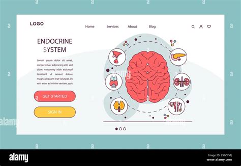 endocrine system organ human gland function pancreas pituitary