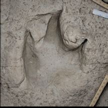 Creating A Flexible Height Ramp Shader For Blender Prof Peter L Falkingham