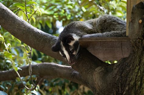 ハクビシン駆除に毒餌を使っていいの？自力で追い出す方法を解説 Sumical