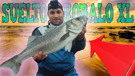 Como Pescar Lubinas A Spinning Desde Costa 👉suelto Un Robalo Xl De 4 Kg