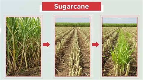 Ratoon Cropping What It Is How It Works And Popular Crops