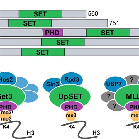 A Schematic Indicating The Protein Domain Organization Of S Cerevisiae