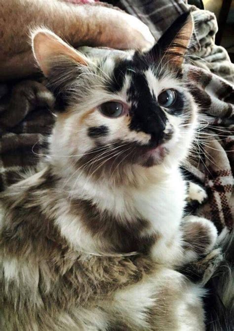 X Post From Rsupermodelcats Supermodel Kitty Rsupermodelcats