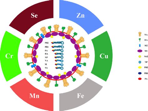 Diagram Of The Influenza A Virus And Its Related Trace Elements This