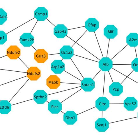Diagram Of Ingenuity Pathway Analysis Of Signaling Pathway Proteins