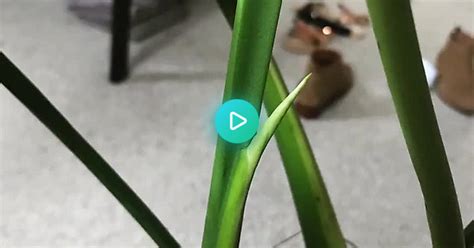 A New Monstera Leaf From June 16th To Today  On Imgur