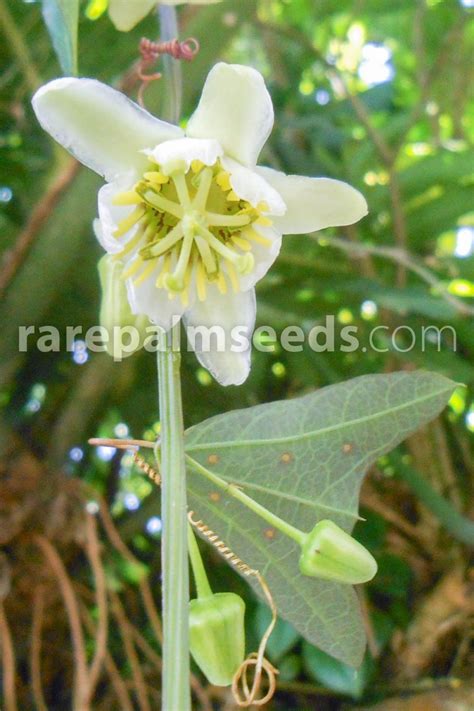 Passiflora Biflora Buy Seeds At