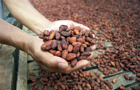 Cacao Bean Tree