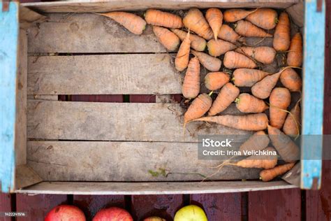 잘 익은 작은 더러운 당근 가난한 작물은 초라한 나무 판자 컨테이너 상자에 있습니다 여름 가을 철 은 가난한 나쁜 수확을 마른 시골 유기농 농장 야채 코로나바이러스 코비드