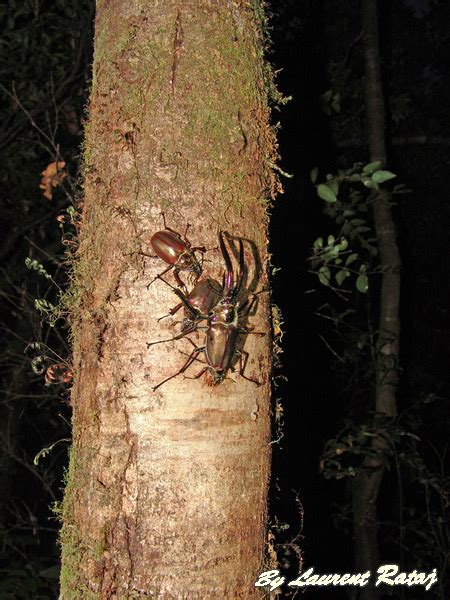 Chiasognathus Granti Lucanidae Chili