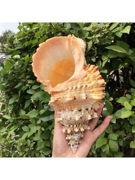 1개 자연스러운 작은 소라 껍데기 황금 입 두꺼비 원뿔 모양 수랑 어항 장식 장식품 마름모게 변하는 게 껍질 교체용 어항 장식 자연스러운 어항