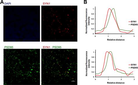 Synapse Analysis Using Double Staining For Syn1 And Psd95 A An