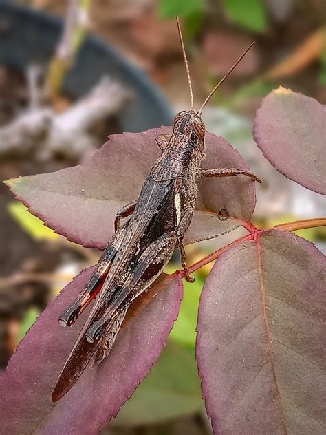 What Would Happen If The Grasshopper Went Extinct — Hive