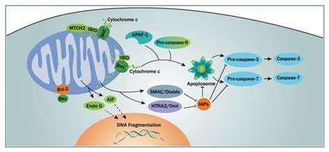 Autophagy And Apoptosis Who Regulates Whom
