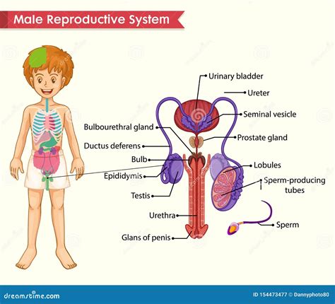 Scientific Medical Illustration Of Male Reproductive System Stock Vector Illustration Of