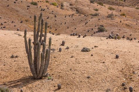 Cactus In De Woestijn In Atacama Chili Stock Foto Image Of Woestijn