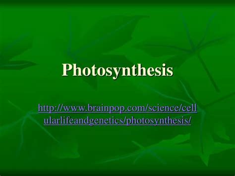 Ppt Photosynthesis Powerpoint Presentation Free Download Id5430796