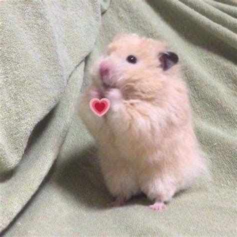 Tổng Hợp Meme Chuột Hamster Hài Hước Cute đáng Yêu
