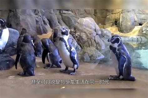 与恐龙同一时代生活，为什么企鹅有翅膀却不会飞？看完才知道翅膀企鹅恐龙