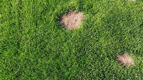 Common Lawn Problems And What To Do About Them Stafford Best Lawn