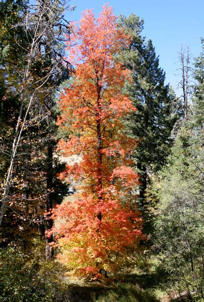 Acer Grandidentatum Bigtooth Maple Canyon Maple Big Toothed Maple