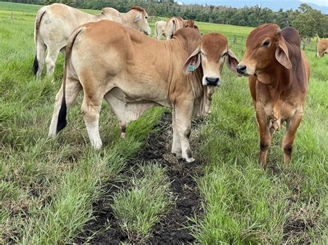 Lot 655 Good Quality Brahman Bulls For Sale Kennedy Rural