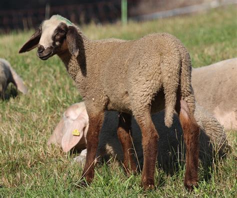 Sheep Cub Free Photo On Pixabay Pixabay
