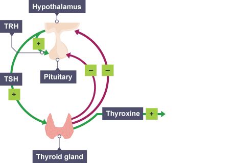 Endocrine System Feedback Loop Diagram Thermoregulation Negative