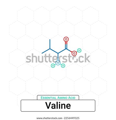 Valine Chemical Structure Essential Amino Acid Stock Vector Royalty
