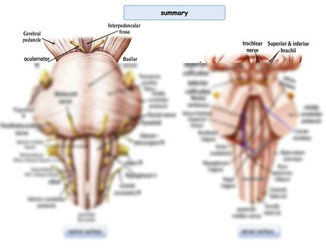 Solution Brain Stem Anatomy Studypool