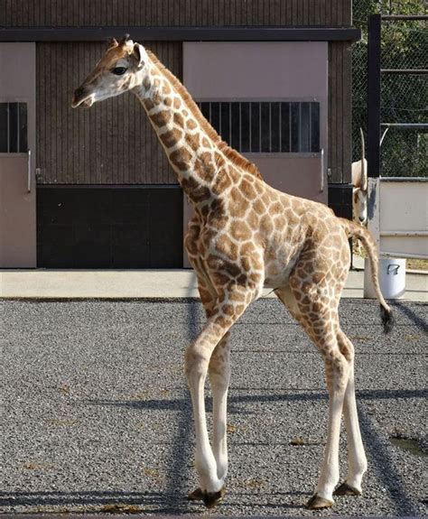 キリンの赤ちゃん公開 和歌山・白浜 サッと見ニュース 産経フォト