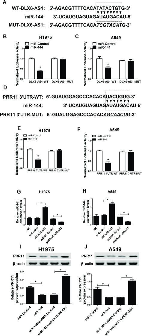 Dlx6 As1 Upregulated Prr11 Expression By Acting As A Cerna Of Mir 144