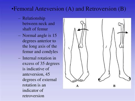 Chapter 21 The Thigh Hip Groin And Pelvis Ppt Download