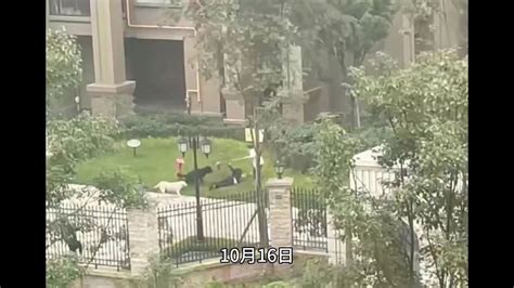 四川崇州一小区惊险事件：两只狗扑倒撕咬2岁女孩，引发社区关注腾讯视频