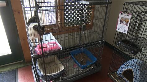True Friends Animal Welfare Center Looking For Donations