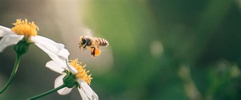 New Eaaci Position Paper Sheds Light On Insect Sting And Bite Allergies