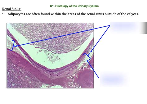 Renal Sinus Diagram Quizlet