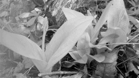 Abook 新形态教材网 植物生理生态学第2版