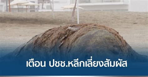 สำนักข่าวไทย Online On Twitter พบซากสิงโตทะเลหลายร้อยตัว นอนตาย