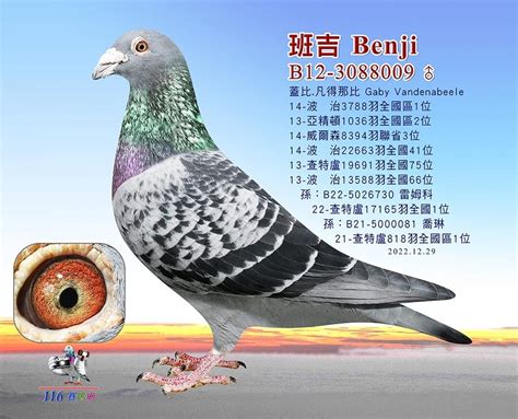 116賽鴿網台灣最專業的賽鴿網站 持續更新國內外各種賽鴿資訊種鴿網拍代辦進口鴿交流