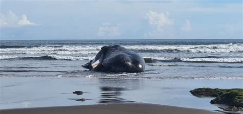 Paus Sperma Raksasa Terdampar Di Pantai Bali Dalam Keadaan Mati