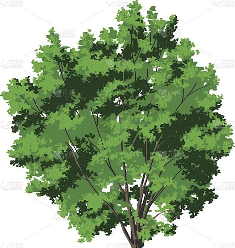 白底上的树素材 花瓣网
