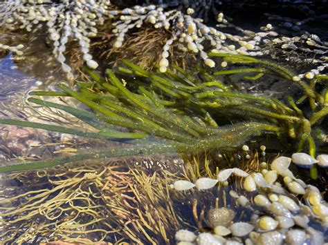 Algae Dead Mans Fingers Barwon Bluff